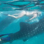 Cebu:WhaleShark Watching & Kawasan Canyoneering Private Tour - Authentic Experiences and Practical Insights