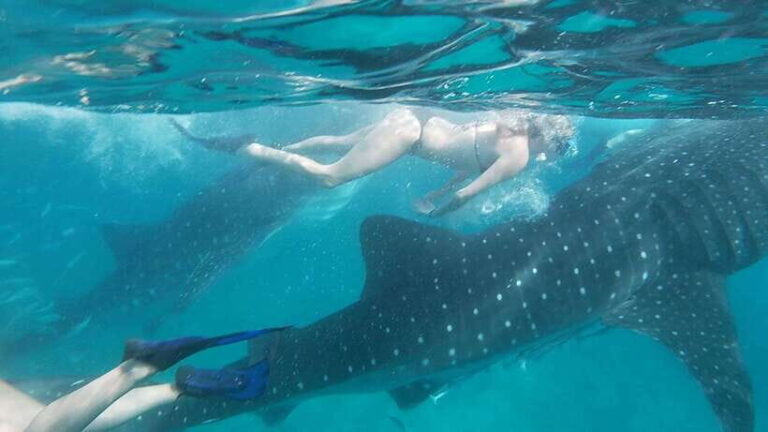Cebu:WhaleShark Watching & Kawasan Canyoneering Private Tour - Authentic Experiences and Practical Insights