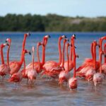 Celestun Beach and Mangrove Boat Ride from Merida - What the Reviews Tell Us