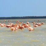 Cenote Suytun & Rio Lagartos & Las Coloradas - Why This Tour Offers Great Value