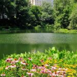 Central Park Scenic Walk with Local Guides - The Value of Guided Local Knowledge