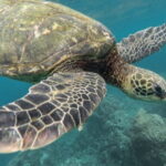 Certified and Beginner Scuba Diving from Pattaya - Who Should Consider This Tour?