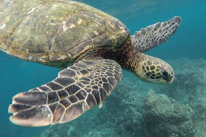 Certified and Beginner Scuba Diving from Pattaya - Who Should Consider This Tour?