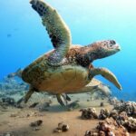 Certified Divers! Scuba dive the Ka'anapali Coast and more! - The Itinerary in Detail