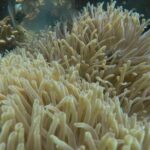 Cham Islands Snorkeling Tour by Wooden Boat from Hoi An - The Pros and Cons