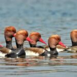 Chambal River Safari - Why the Guides Make the Difference