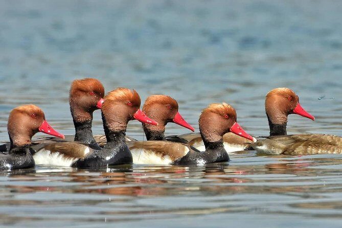 Chambal River Safari - Why the Guides Make the Difference