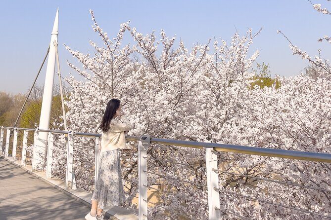 Chasing Cherry Blossom & Spring Flowers Day Tour from Seoul - Key Points