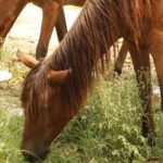 Chasing The Sun Experience Kolkata's Culture - What’s Included and What to Expect