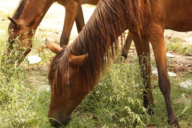 Chasing The Sun Experience Kolkata's Culture - What’s Included and What to Expect