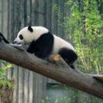 Chengdu: 7-Day Private Tour with Mt.E-mei and Jiuzhaigou - Detailed Breakdown of the Itinerary