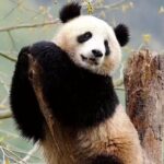 Chengdu Giant Panda Breeding Research Base Ticket - Who Will Love This Experience?