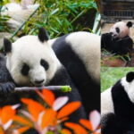 Chengdu Giant Panda: Panda Base or Shenshuping (optional) - Who Will Benefit Most?