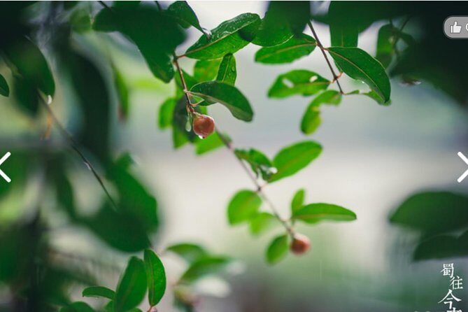 Chengdu Half-Day Cultural Leisure Tour w Personal Photo Shoot - Who Should Consider This Tour?