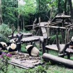 Chengdu Impression of Lovely Pandas and Giant Buddha - Traveling to Leshan: A Cultural Highlight