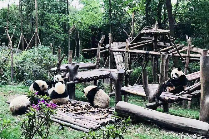 Chengdu Impression of Lovely Pandas and Giant Buddha - Traveling to Leshan: A Cultural Highlight