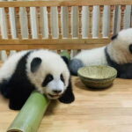 Chengdu Panda and Huanglongxi Ancient Town Private Day Tour - FAQ