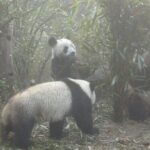 Chengdu Panda Base and Drop off Shuangliu International Airport(CTU) Day Tour - Final Thoughts