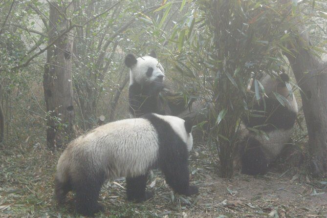 Chengdu Panda Base and Drop off Shuangliu International Airport(CTU) Day Tour - Final Thoughts