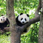 Chengdu Panda Base and Luodai Ancient Town One-Day Tour - A Closer Look at the Itinerary and What You Can Expect