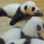 Chengdu Panda Base Day Trip from Shanghai by Air plus Martial Marquis Temple - Visiting Wuhou Memorial Temple: Chinese History Comes Alive