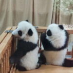 Chengdu: Panda Base Half Day Group Tour - Real Traveler Insights and Authenticity