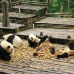 Chengdu Panda Base, Panda Post, Panda Sculpture - Striking Photos and Shopping at Chunxi Road