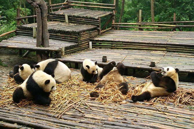 Chengdu Panda Tour and Shu Culture Discovery - Practical Tips for Travelers