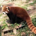 Chengdu Panda Tour with Flexible Afternoon Sightseeing - Why This Tour Works Well