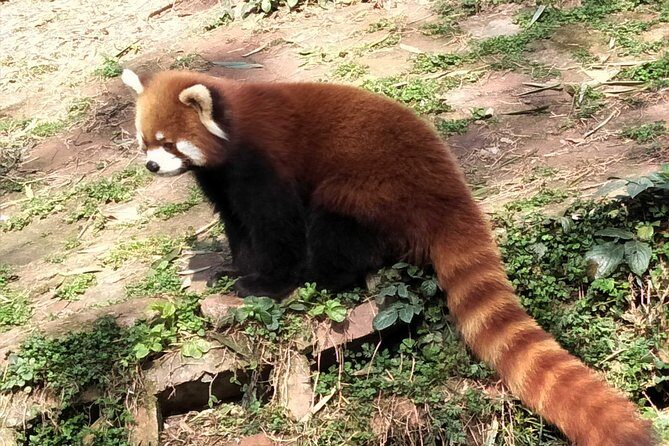 Chengdu Panda Tour with Flexible Afternoon Sightseeing - Why This Tour Works Well