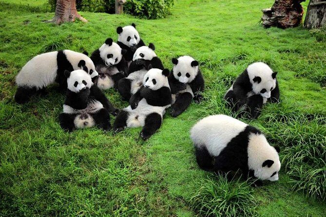Chengdu Private Day Tour to Panda Base with Optional Volunteer - Practical Aspects & Value