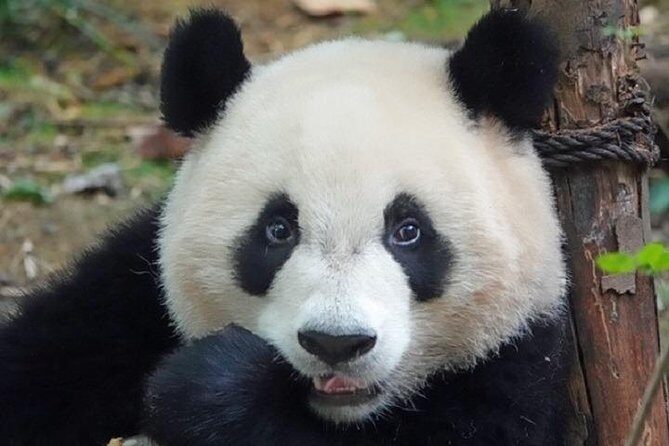 Chengdu Private Full Day Panda Breeding Center and Sanxingdui Museum Tour - Why This Tour Stands Out