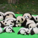 Chengdu: Private Kung Fu Panda Movie Tour with Guide - The Panda Base: More than Just Cute Animals