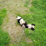 Chengdu: Private Panda Tour at Panda Breeding Base - How the Itinerary Unfolds