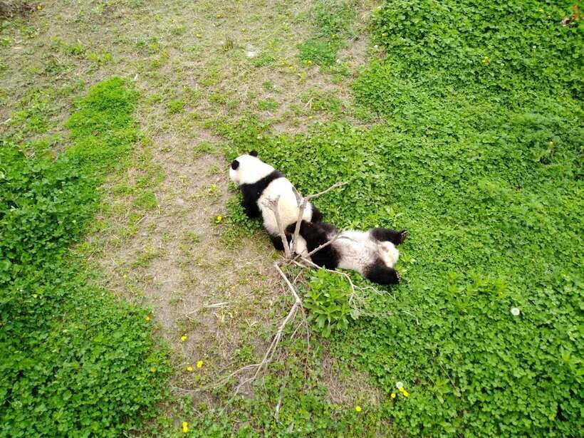 Chengdu: Private Panda Tour at Panda Breeding Base - How the Itinerary Unfolds
