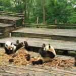 Chengdu Private Tour of Leshan Buddha and Panda Base - What’s Included and What’s Not