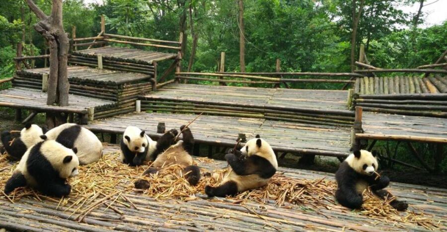 Chengdu Private Tour of Leshan Buddha and Panda Base - What’s Included and What’s Not