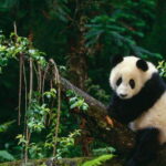 Chengdu: Research Base of Giant Panda Breeding e-Ticket - Who Should Consider This Tour?