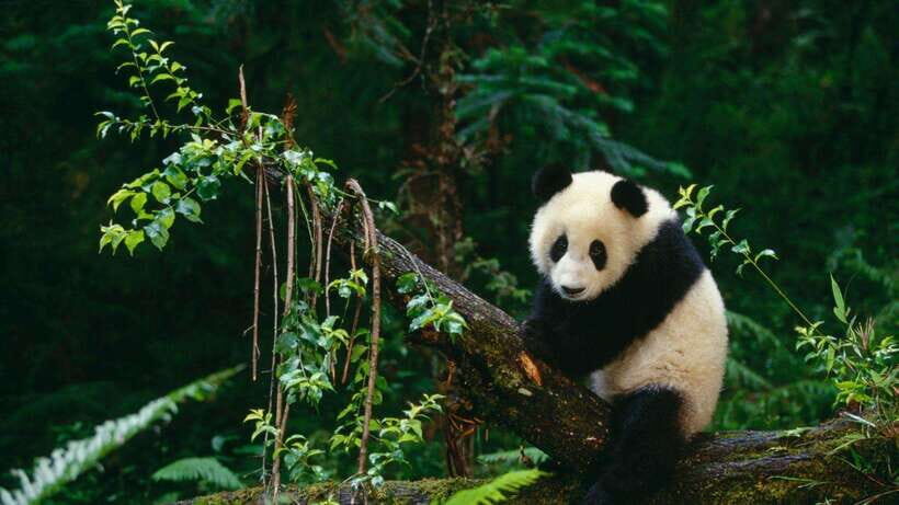 Chengdu: Research Base of Giant Panda Breeding e-Ticket - Who Should Consider This Tour?
