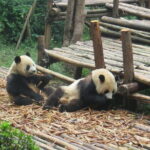 Chengdu Research Base of Giant Panda Breeding Ticket pre-booking - Booking and Entrance: How the System Works