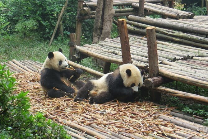 Chengdu Research Base of Giant Panda Breeding Ticket pre-booking - Booking and Entrance: How the System Works