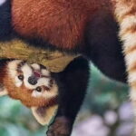 Chengdu Sichuan 5 Day Exploration - Who Will Love This Tour?