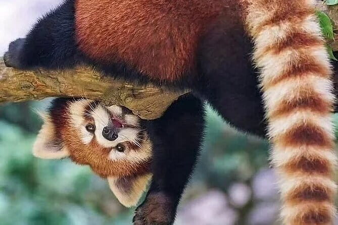 Chengdu Sichuan 5 Day Exploration - Who Will Love This Tour?