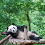 Chengdu: Visa-Free Panda & Cultural Tour in 12 Hours - The Practical Side: What to Expect and Tips