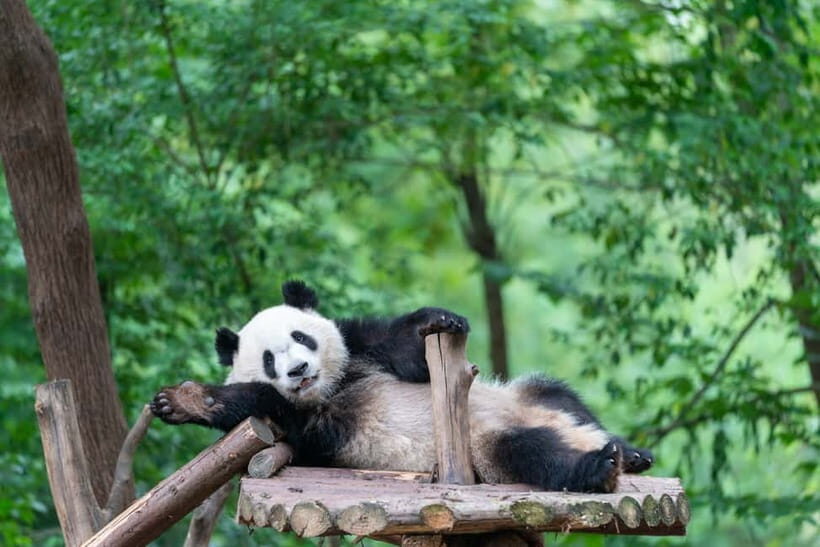 Chengdu: Visa-Free Panda & Cultural Tour in 12 Hours - The Practical Side: What to Expect and Tips