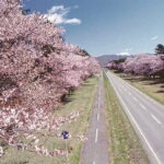 Cherry Blossom Experience including Shizunai Nijukken Road - Who Will Love This Tour?
