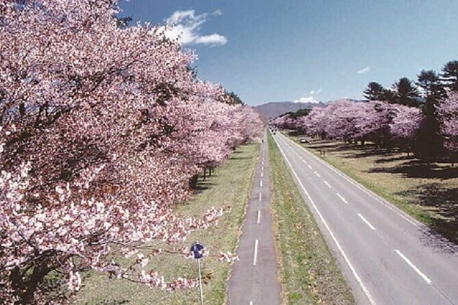 Cherry Blossom Experience including Shizunai Nijukken Road - Who Will Love This Tour?