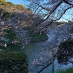 Cherry blossom tour in Tokyo - Authenticity and Personalization