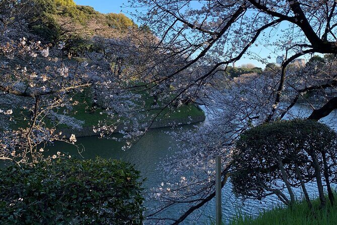 Cherry blossom tour in Tokyo - Authenticity and Personalization
