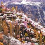 Cherry Blossoms Trip to Northern Areas of Pakistan 2020 (8D 7N) - FAQ